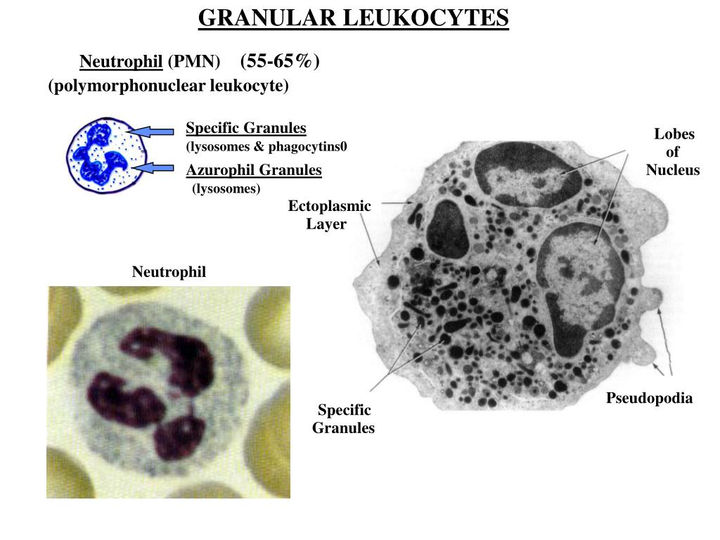 PPT - Whole Blood Centrifuged with Anticoagulant PowerPoint ...