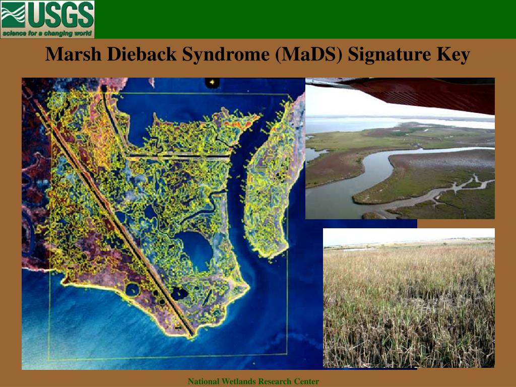 PPT - National Wetlands Research Center PowerPoint Presentation, free ...