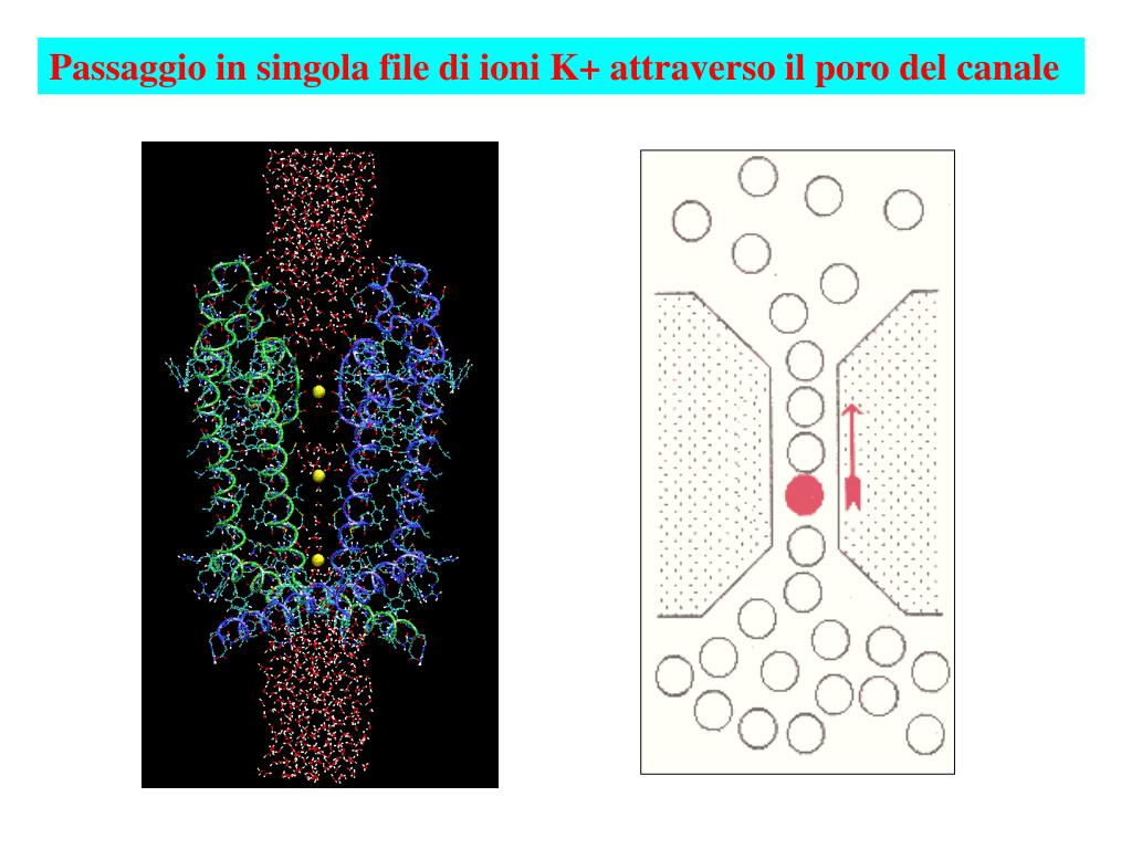PPT - I canali ionici permettono dei flussi molto rapidi e intensi ...