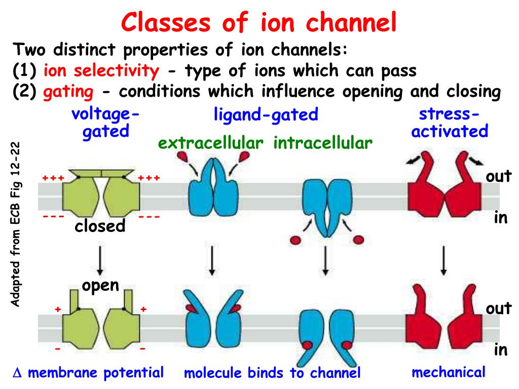 PPT - Understanding Ion Channels: Structure, Function, and Gating in ...