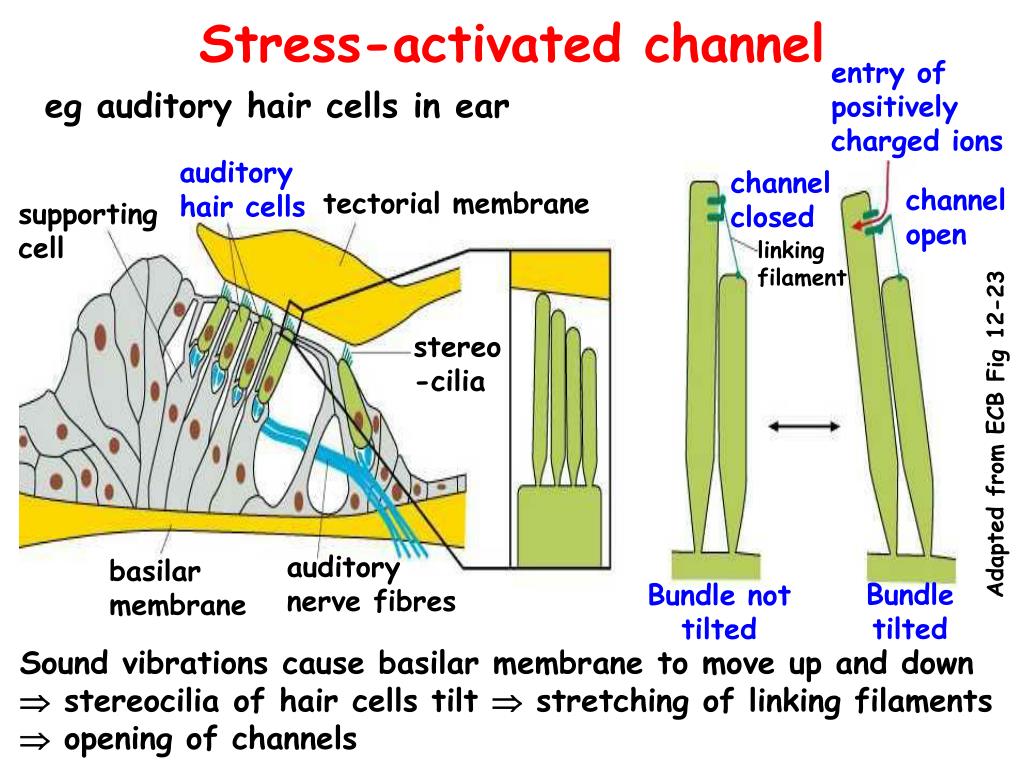PPT - Understanding Ion Channels: Structure, Function, and Gating in ...