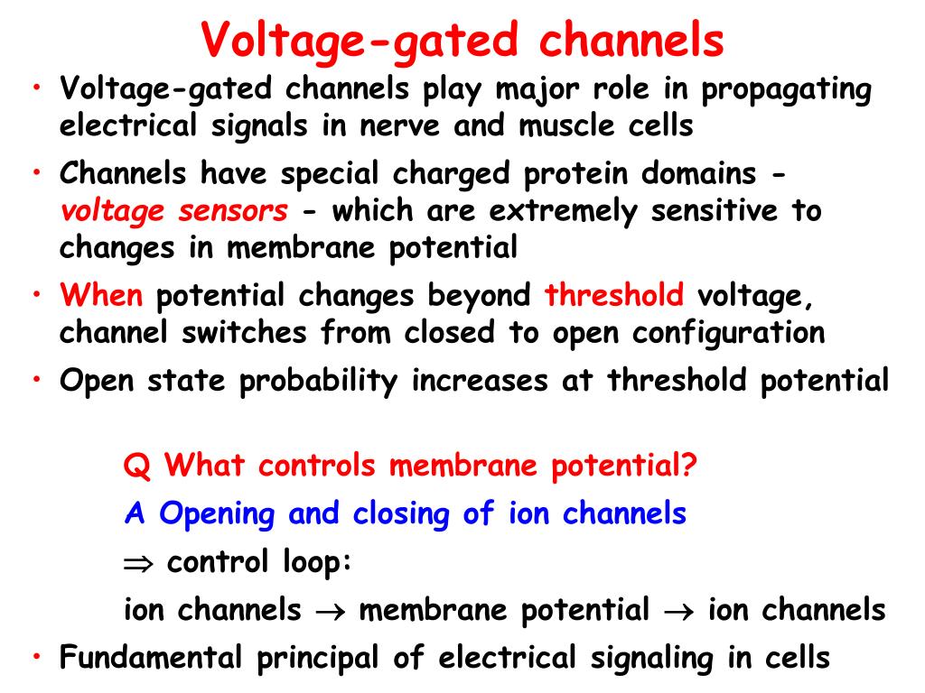 PPT - Understanding Ion Channels: Structure, Function, and Gating in ...