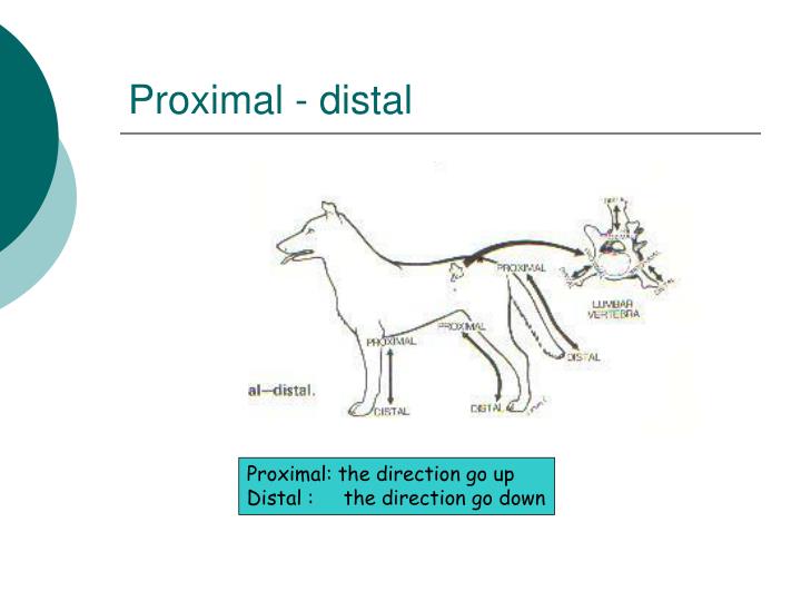 PPT - GENERAL VETERINARY ANATOMY PowerPoint Presentation - ID:3479804