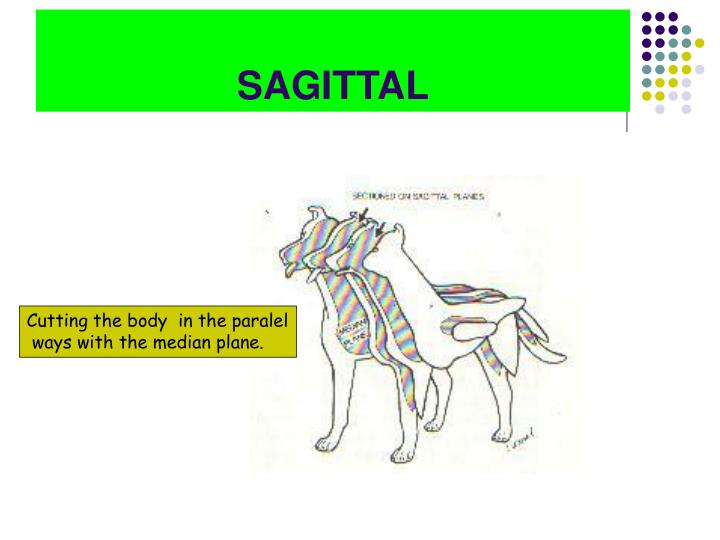 PPT - GENERAL VETERINARY ANATOMY PowerPoint Presentation - ID:3479804