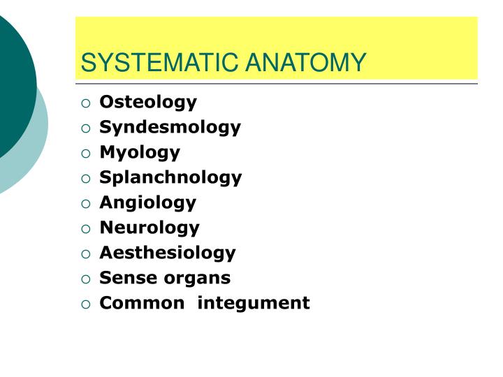 PPT - GENERAL VETERINARY ANATOMY PowerPoint Presentation - ID:3479804