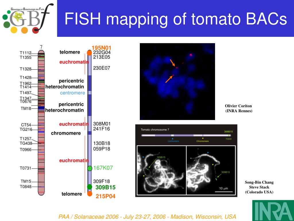 PPT - Sequencing the gene-rich space of tomato chromosome 7 Current ...