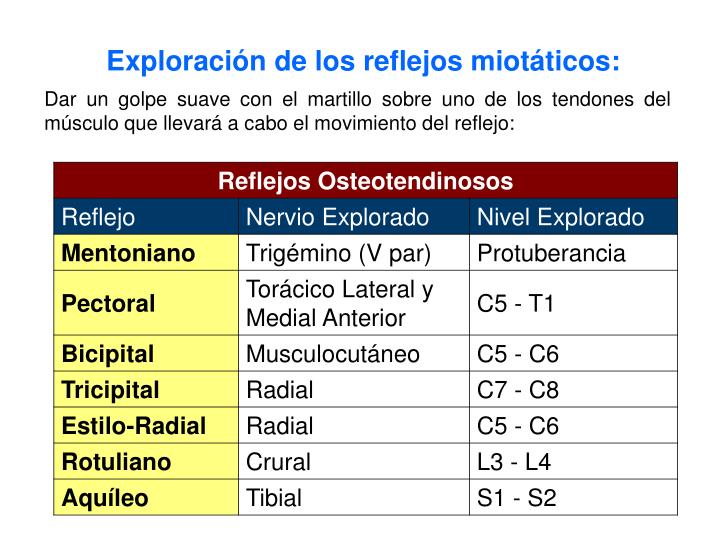 PPT - Reflejos: concepto, fisiología y exploración en la práctica ...