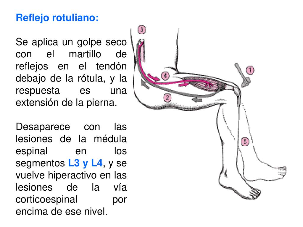 PPT - Reflejos: concepto, fisiología y exploración en la práctica ...