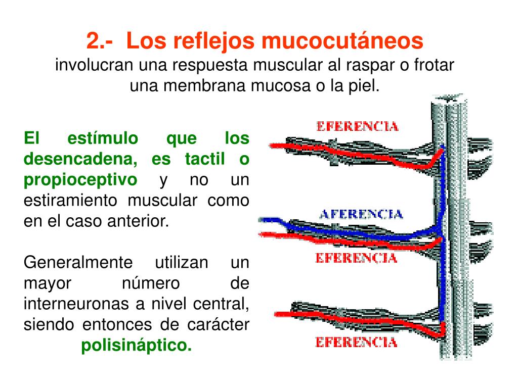 PPT - Reflejos: concepto, fisiología y exploración en la práctica ...