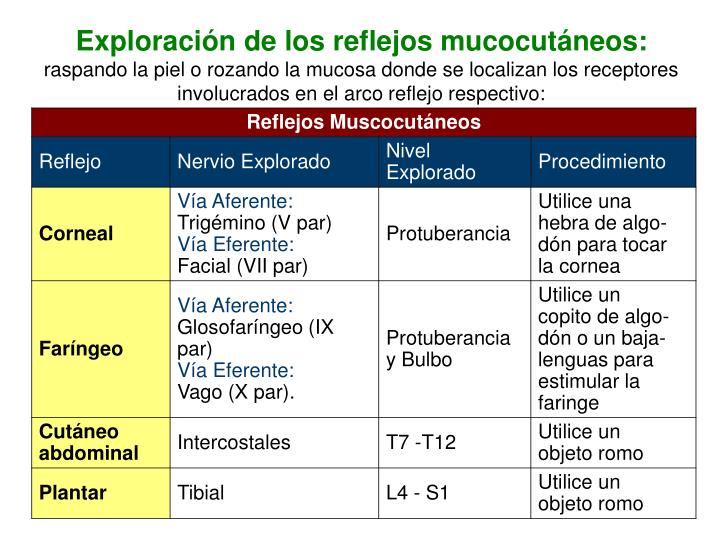 PPT - Reflejos: concepto, fisiología y exploración en la práctica ...