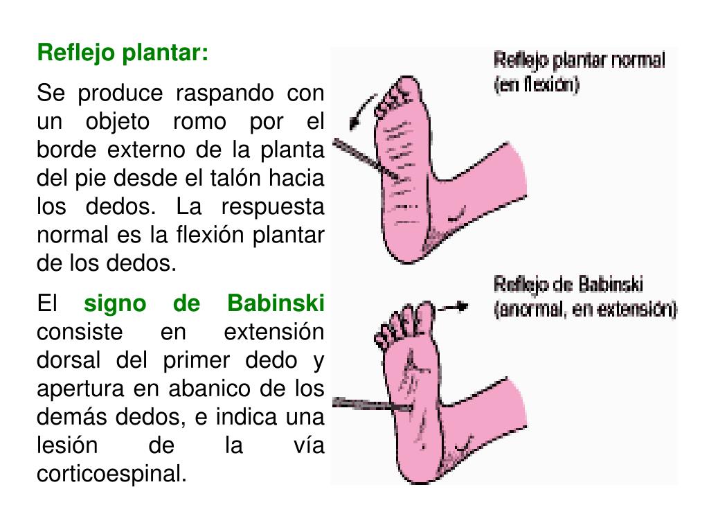 PPT - Reflejos: concepto, fisiología y exploración en la práctica ...