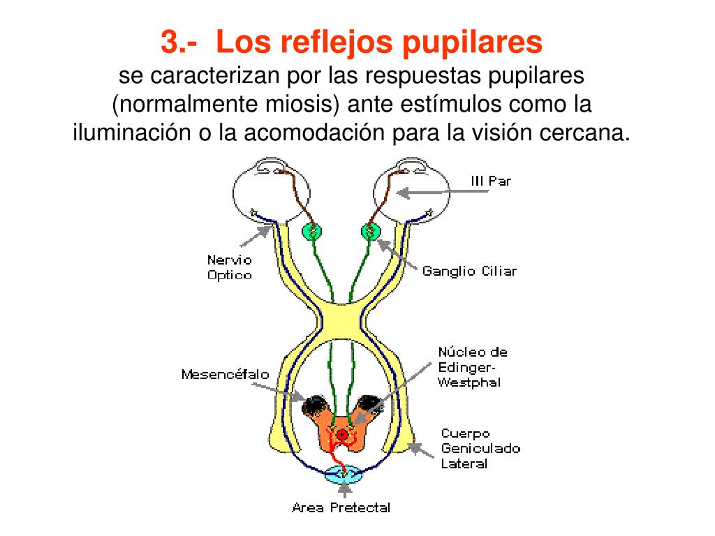 PPT - Reflejos: concepto, fisiología y exploración en la práctica ...