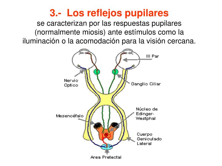 PPT - Reflejos: concepto, fisiología y exploración en la práctica ...