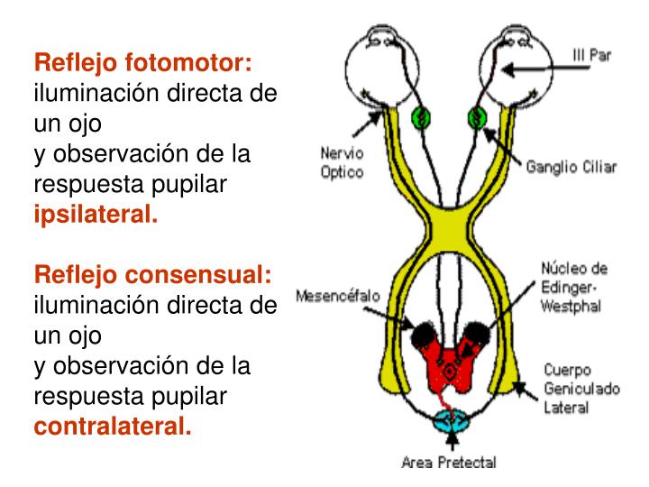 PPT - Reflejos: concepto, fisiología y exploración en la práctica ...