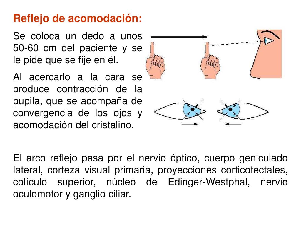 PPT - Reflejos: concepto, fisiología y exploración en la práctica ...