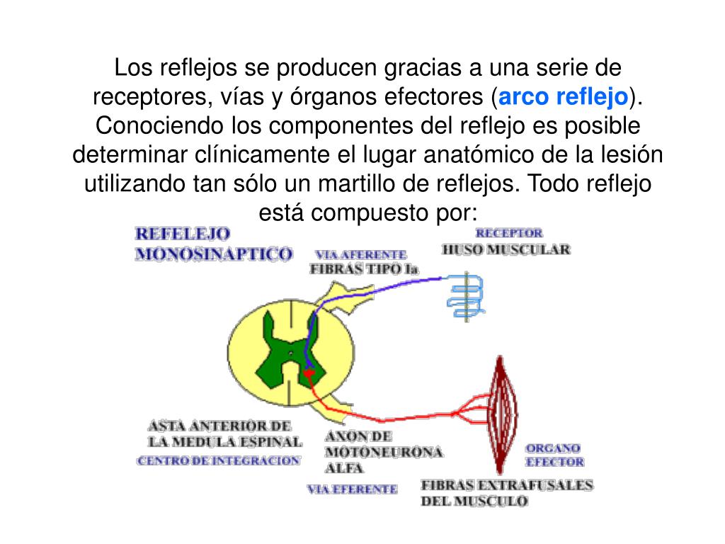 PPT - Reflejos: concepto, fisiología y exploración en la práctica ...