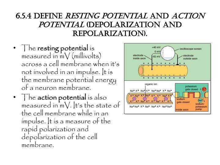 How Is Resting Potential Maintained