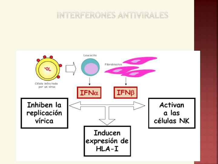 PPT - SISTEMA INMUNE PowerPoint Presentation - ID:3481127