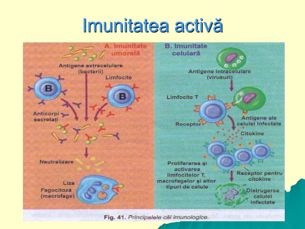 PPT - Imun itatea, imunologia şi imunogenetica – noţiuni generale ...