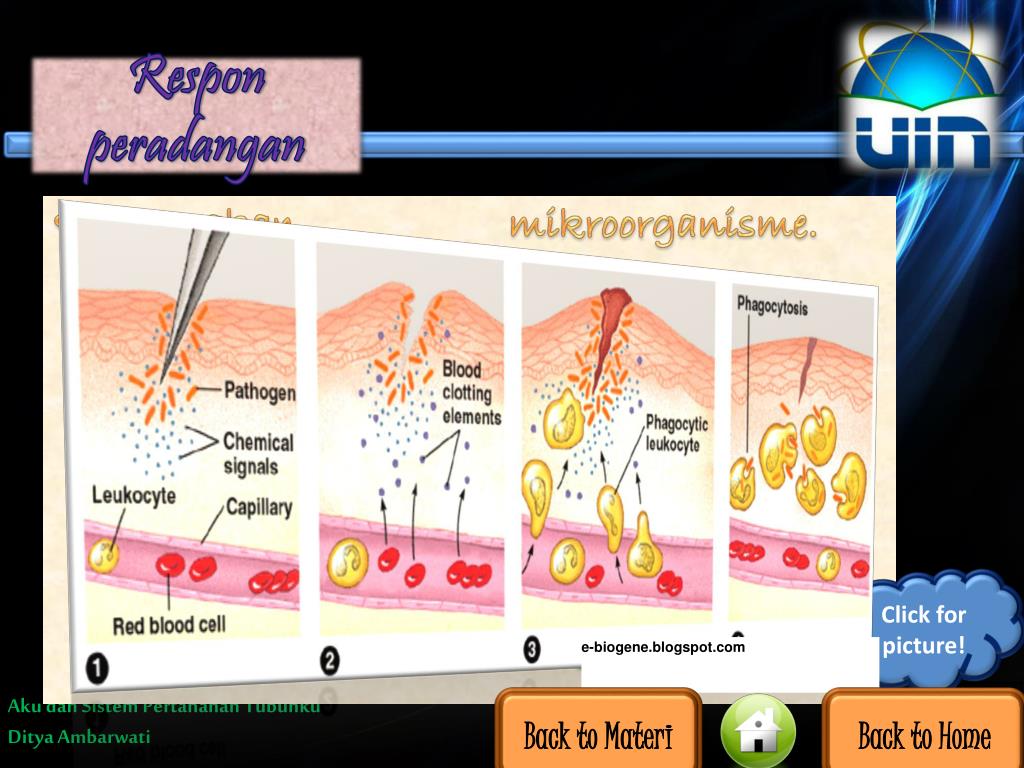 PPT - Aku dan Sistem Pertahanan Tubuhku By: Ditya Ambar PowerPoint Presentation - ID:3482670