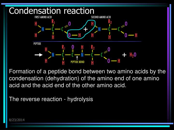 Condensation Reaction