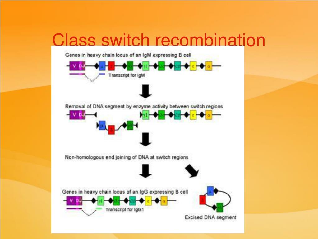 PPT - Epilymph and beyond—haematological cancer aetiology, genetics and ...