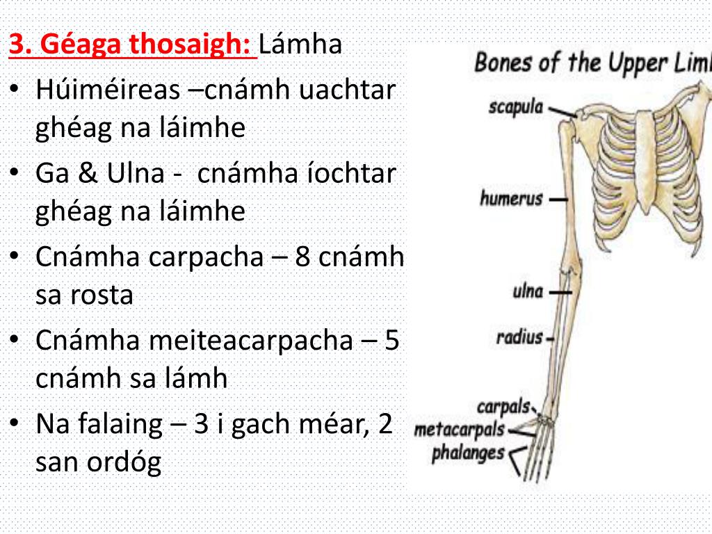 PPT - An Córas MatánCnámharlach - Cnáimarlach - Matáin PowerPoint ...