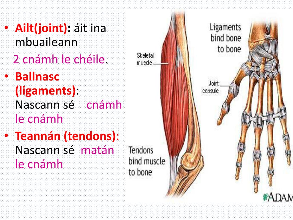 PPT - An Córas MatánCnámharlach - Cnáimarlach - Matáin PowerPoint ...