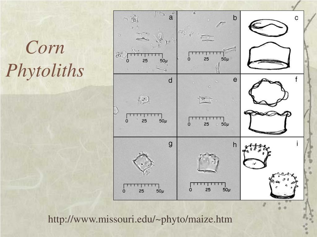 PPT - Paleo-ethno-botany 'ancient' - 'people' - 'plants' PowerPoint ...
