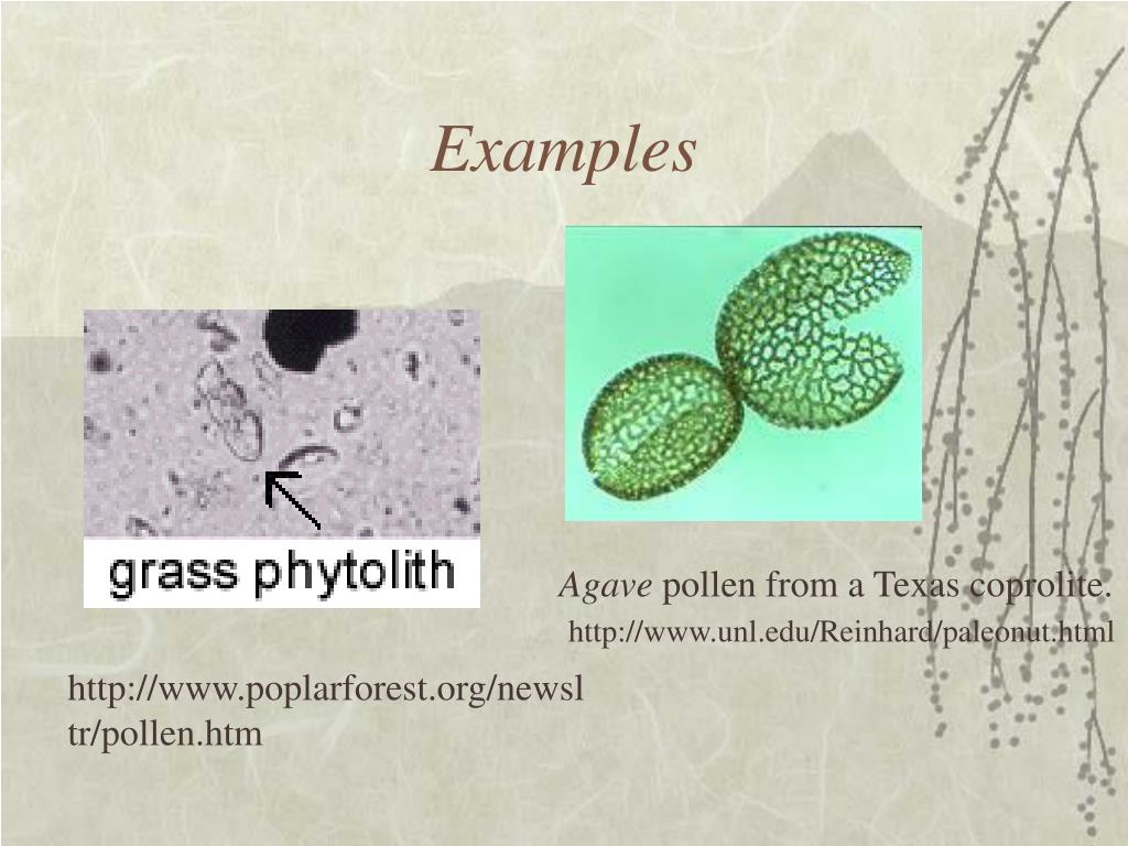 PPT - Paleo-ethno-botany 'ancient' - 'people' - 'plants' PowerPoint ...