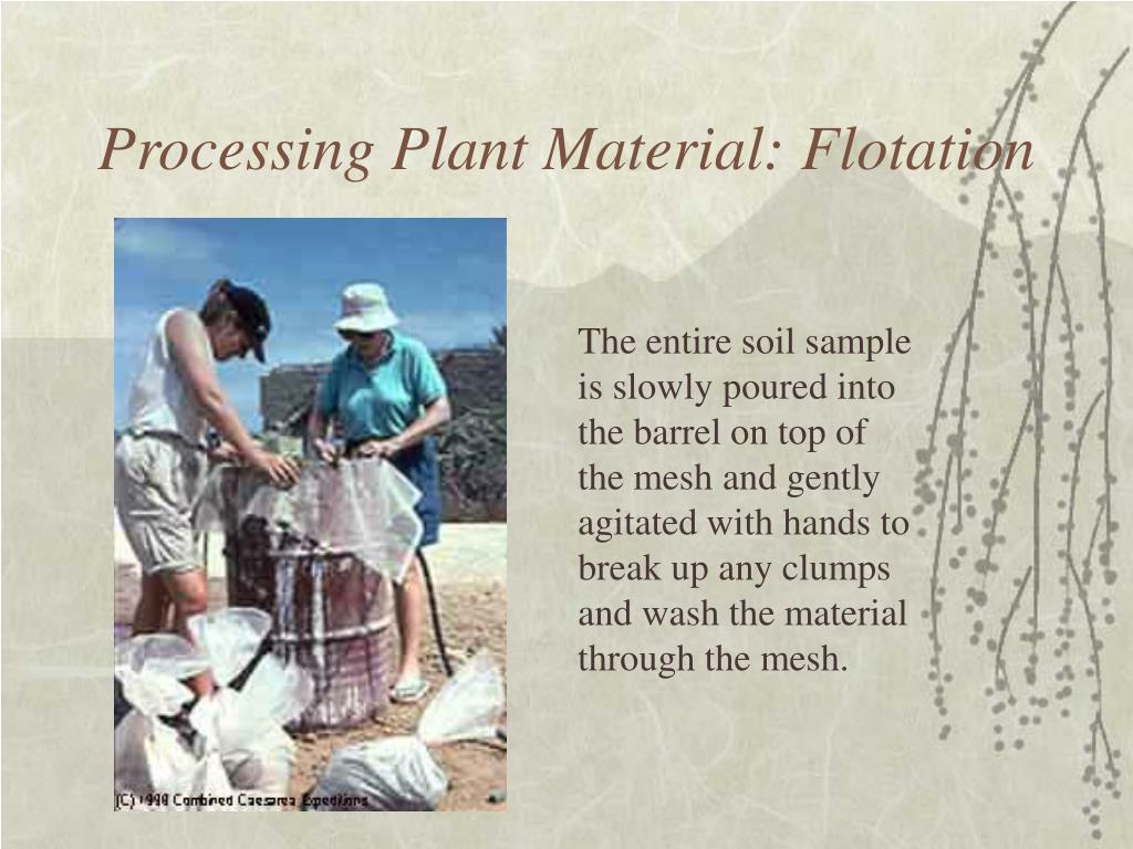 PPT - Paleo-ethno-botany 'ancient' - 'people' - 'plants' PowerPoint ...