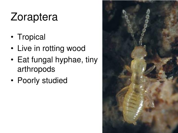 PPT - Rupert et al. fig 21-23 PowerPoint Presentation - ID:3483932