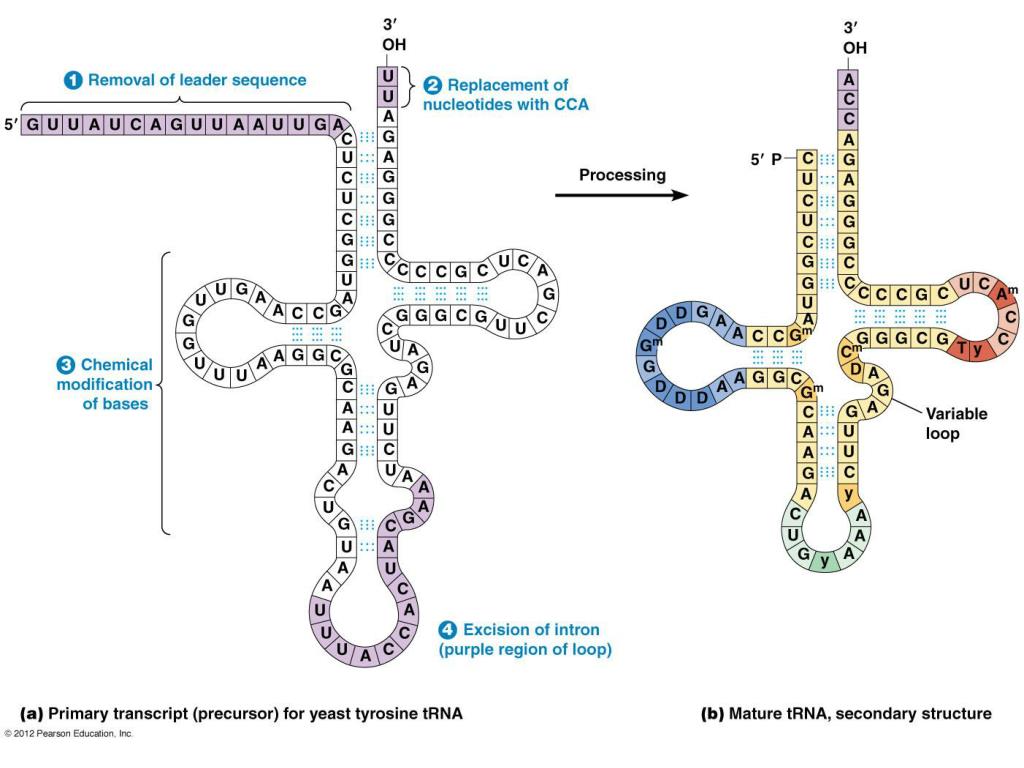 PPT - ÁCIDOS NUCLEICOS SENCILLOS NUCLEÓTIDOS PowerPoint Presentation ...
