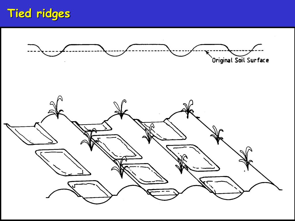 PPT - CONTOUR RIDGES and NARROW & BROAD BASED TERRACES Ridge & furrow ...