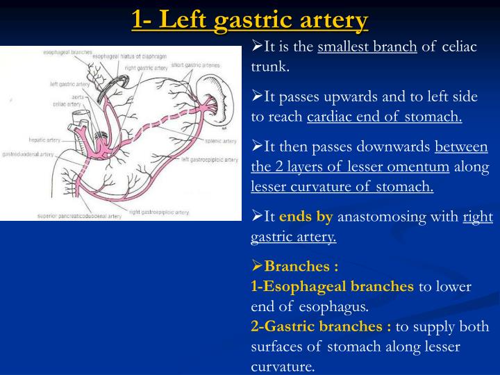 PPT - Coeliac Trunk PowerPoint Presentation - ID:3485578