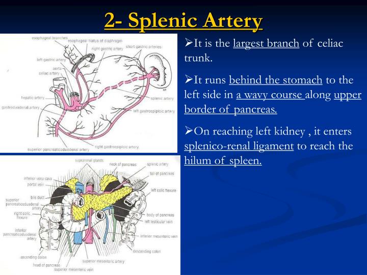 PPT - Coeliac Trunk PowerPoint Presentation - ID:3485578