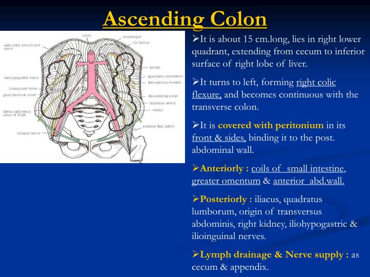 PPT - Coeliac Trunk PowerPoint Presentation - ID:3485578