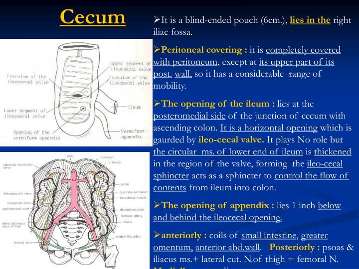 PPT - Coeliac Trunk PowerPoint Presentation - ID:3485578