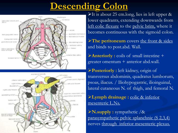 PPT - Coeliac Trunk PowerPoint Presentation - ID:3485578