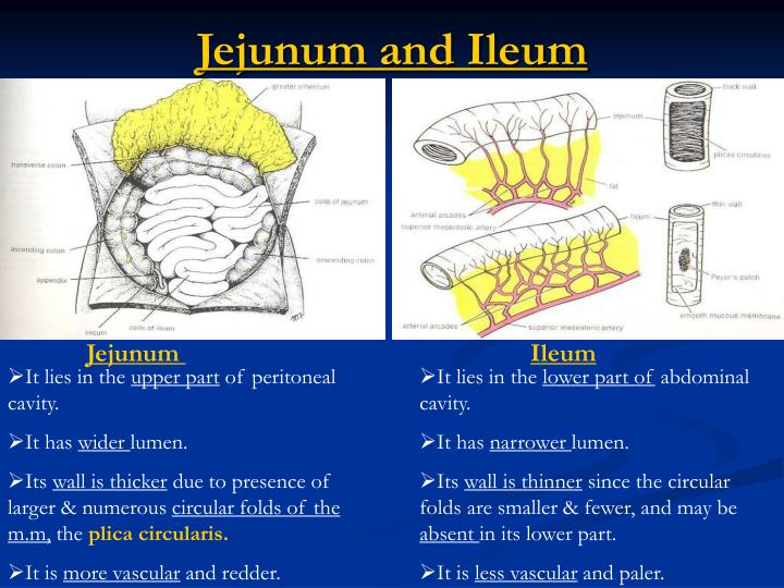 PPT - Coeliac Trunk PowerPoint Presentation - ID:3485578