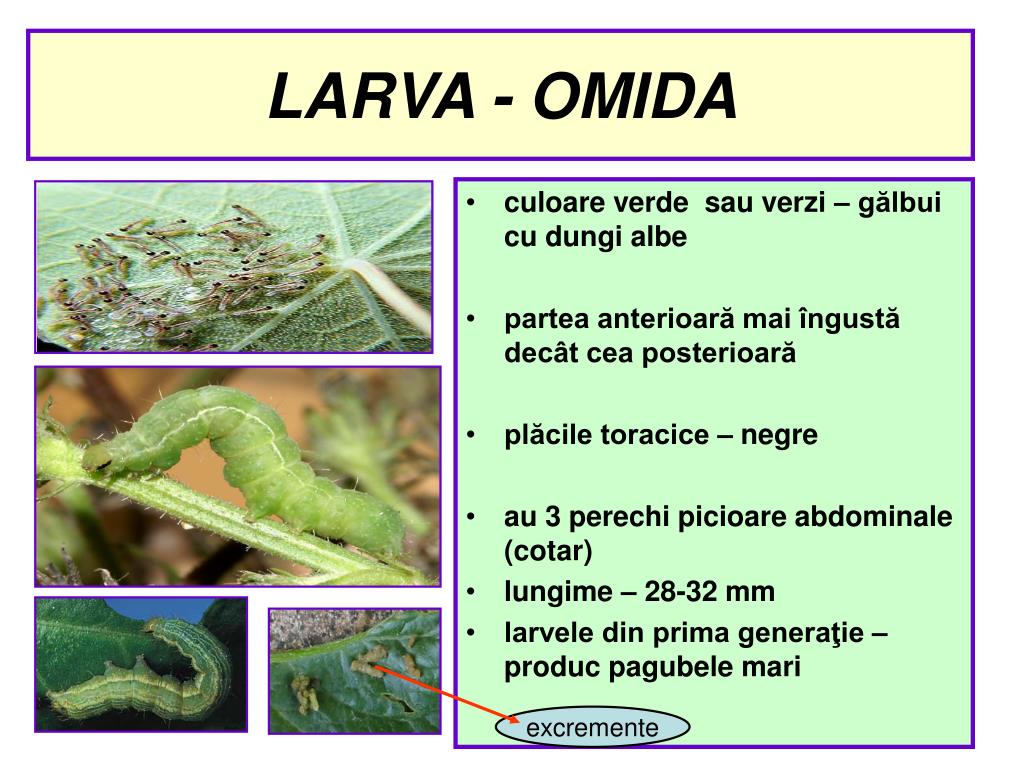 PPT - DIRECŢIA PENTRU AGRICULTURĂ JUDEŢEANĂ SIBIU UNITATEA FITOSANITARĂ ...