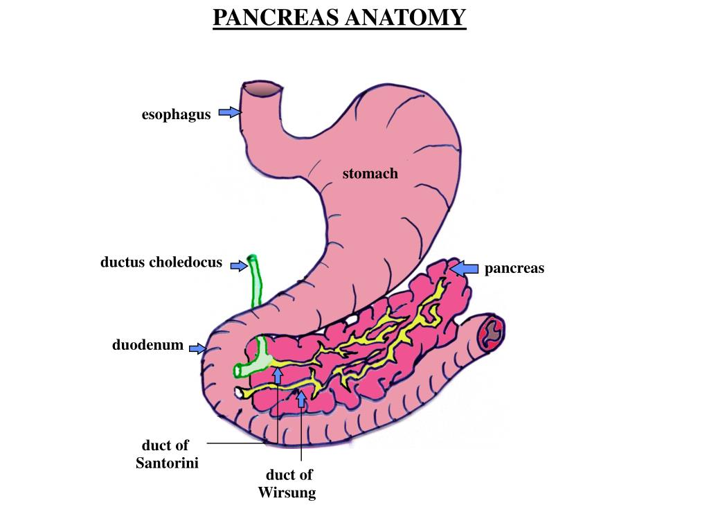 PPT - PANCREAS ANATOMY PowerPoint Presentation, free download - ID:3486249