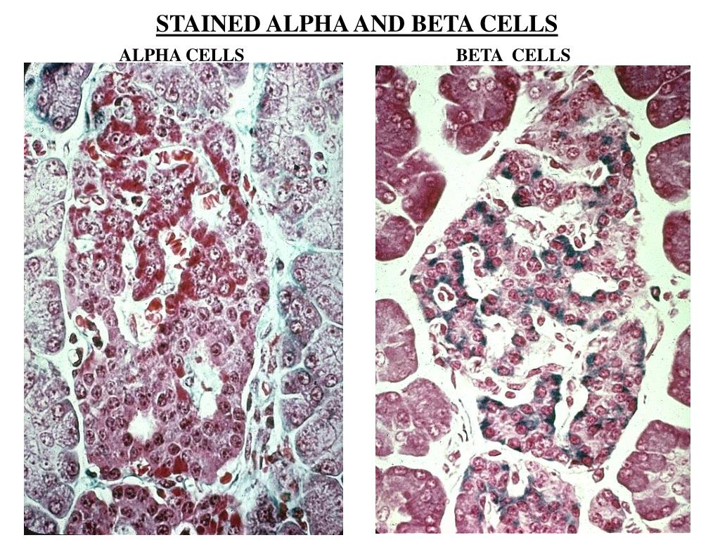 PPT - PANCREAS ANATOMY PowerPoint Presentation, free download - ID:3486249