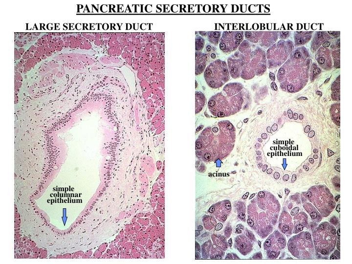 PPT - PANCREAS ANATOMY PowerPoint Presentation - ID:3486249