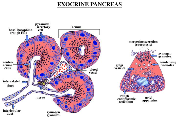 PPT - PANCREAS ANATOMY PowerPoint Presentation - ID:3486249