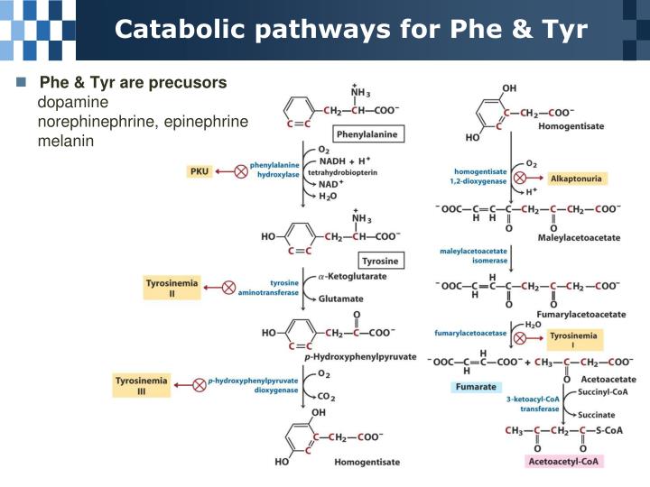 PPT - Chapter 18 Amino Acid Oxidation and The Production of Urea ...