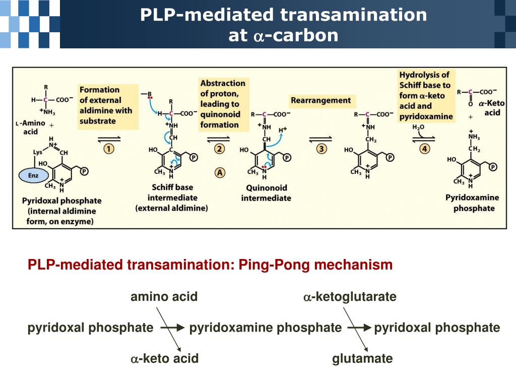 PPT - Chapter 18 Amino Acid Oxidation and The Production of Urea ...