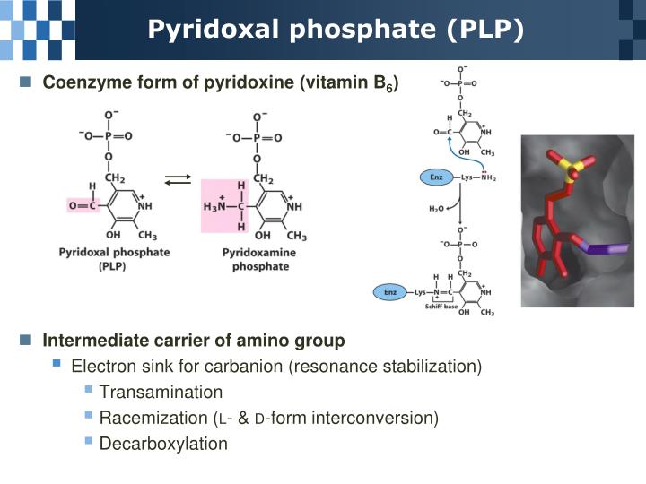 PPT - Chapter 18 Amino Acid Oxidation and The Production of Urea ...