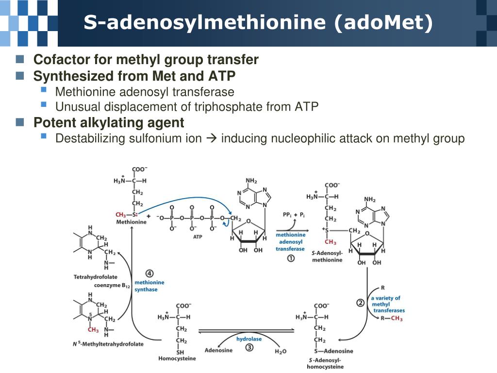 PPT - Chapter 18 Amino Acid Oxidation and The Production of Urea ...