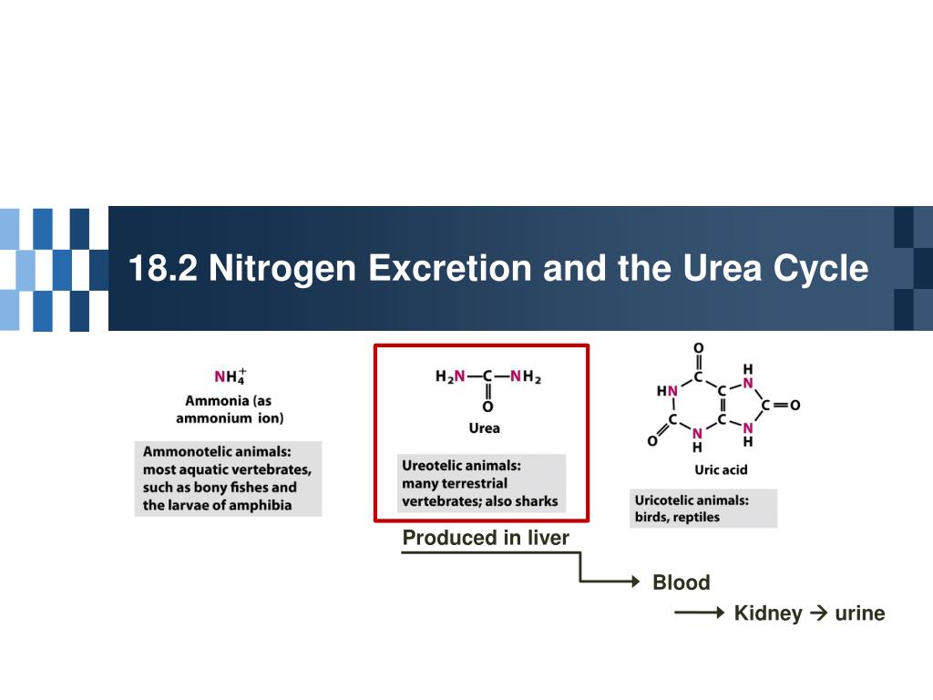 PPT - Chapter 18 Amino Acid Oxidation and The Production of Urea ...